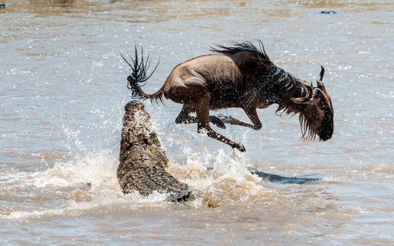 The Role of Predators in the Wildebeest Migration - Boker Adventures